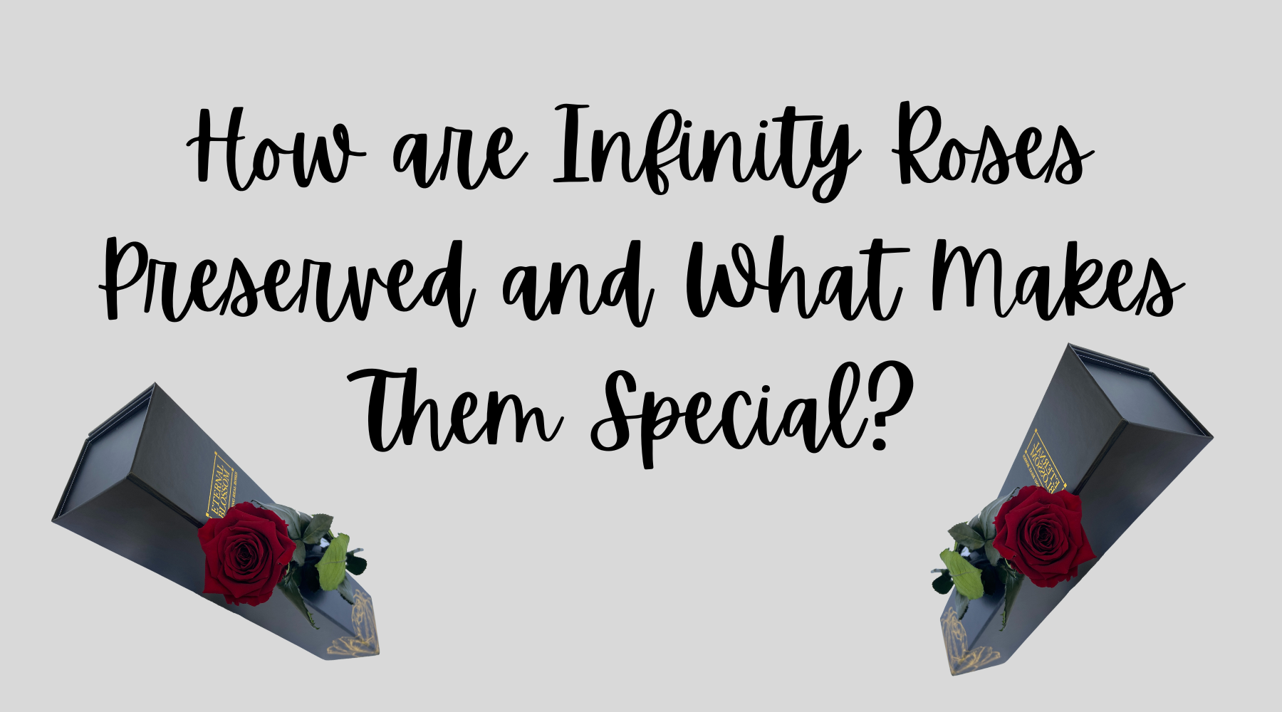 How are Infinity Roses Preserved and What Makes Them Special? – Eternal ...