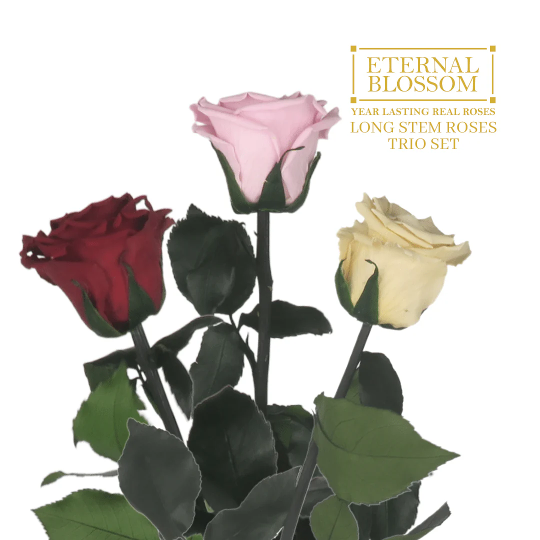 Long Lasting Roses in a Box: What Makes Them Special? – Eternal Blossom