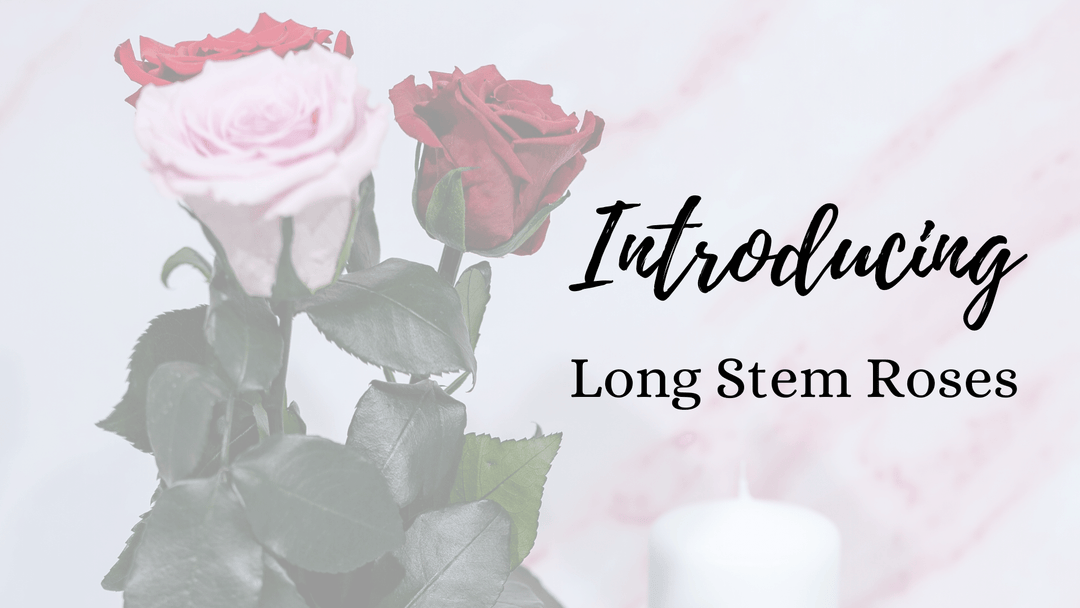 Individual Year Lasting Long Stem Rose – Eternal Blossom